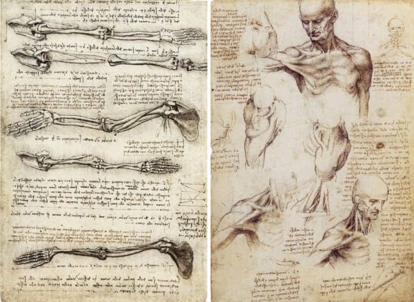 Renaissance Anatomy