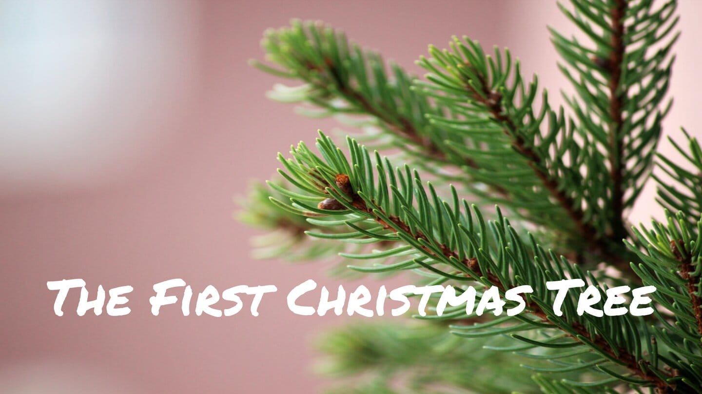 What Kind Of Tree Was The First Christmas Tree